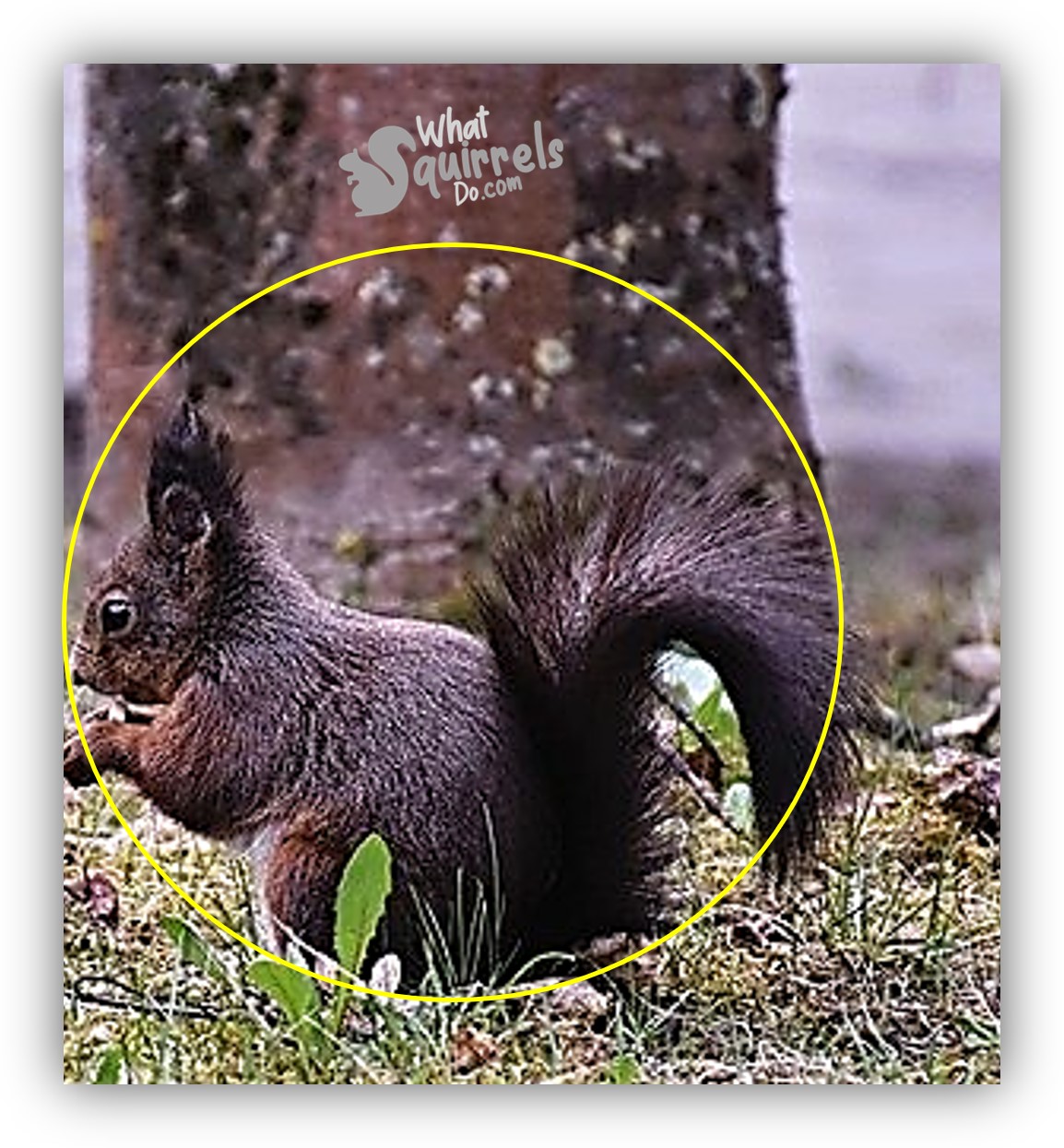 Do Squirrels Play Dead or Stay Still? How they Evade Predators (Video ...