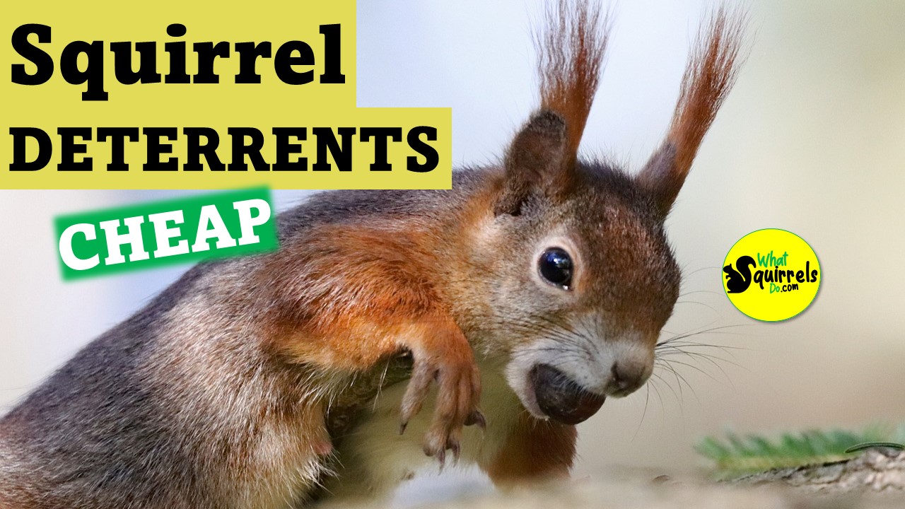 What is the Best Homemade Squirrel Repellent – Get FAST RESULTS with our Double Whammy Recipe ...