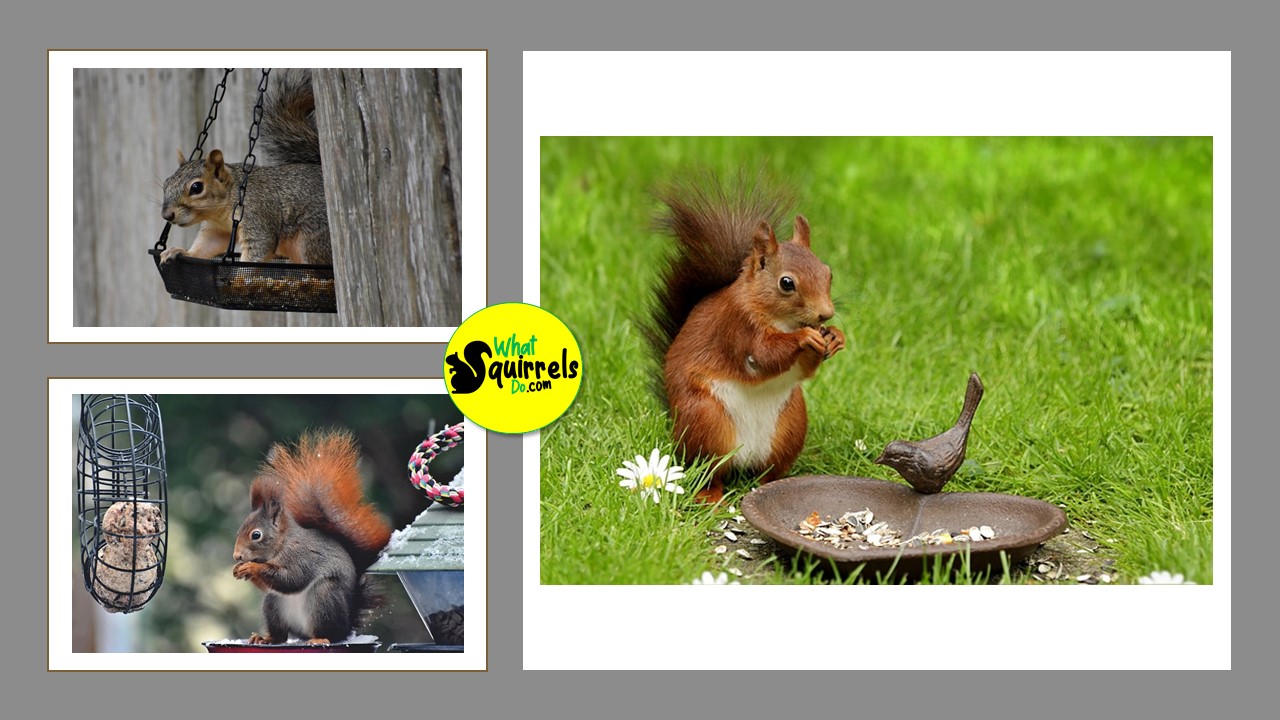 What to Put in a Squirrel Feeder? Open Platforms vs. Roof Style – What ...